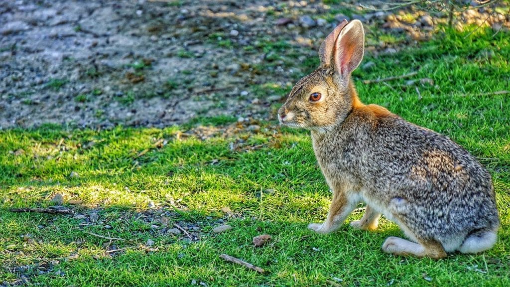 32 Different Types of Hare Species - Pet Breeezy