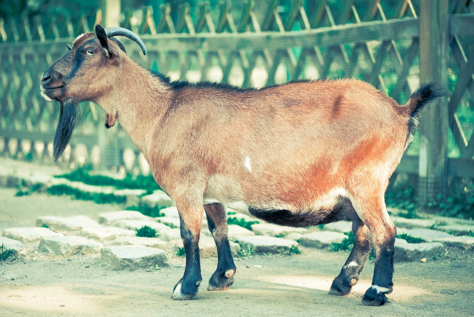 Anglo-Nubian Goat: Quick Facts, Behavior, Appearance, Care, & More ...
