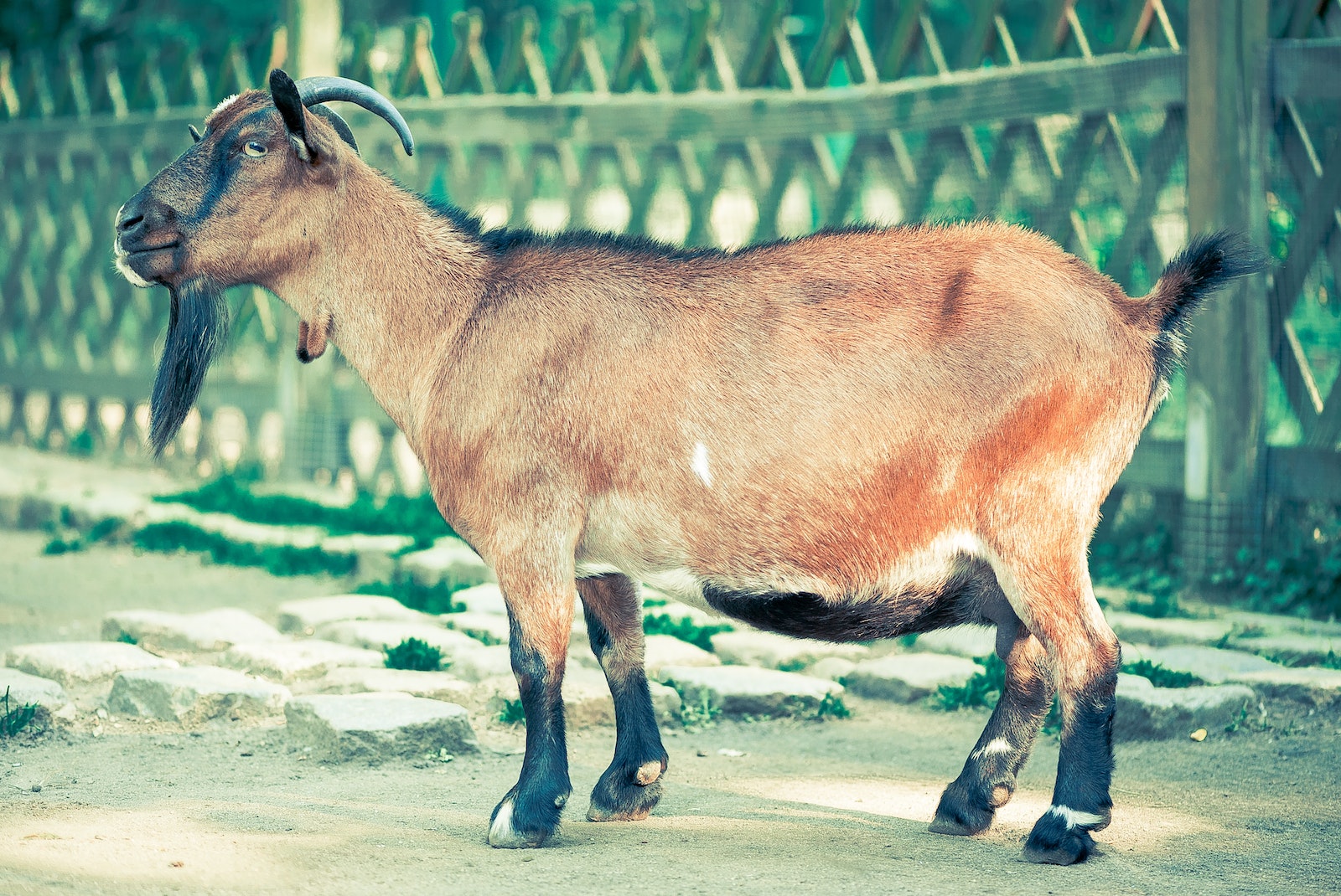 Anglo-Nubian Goat: Quick Facts, Behavior, Appearance, Care, & More ...