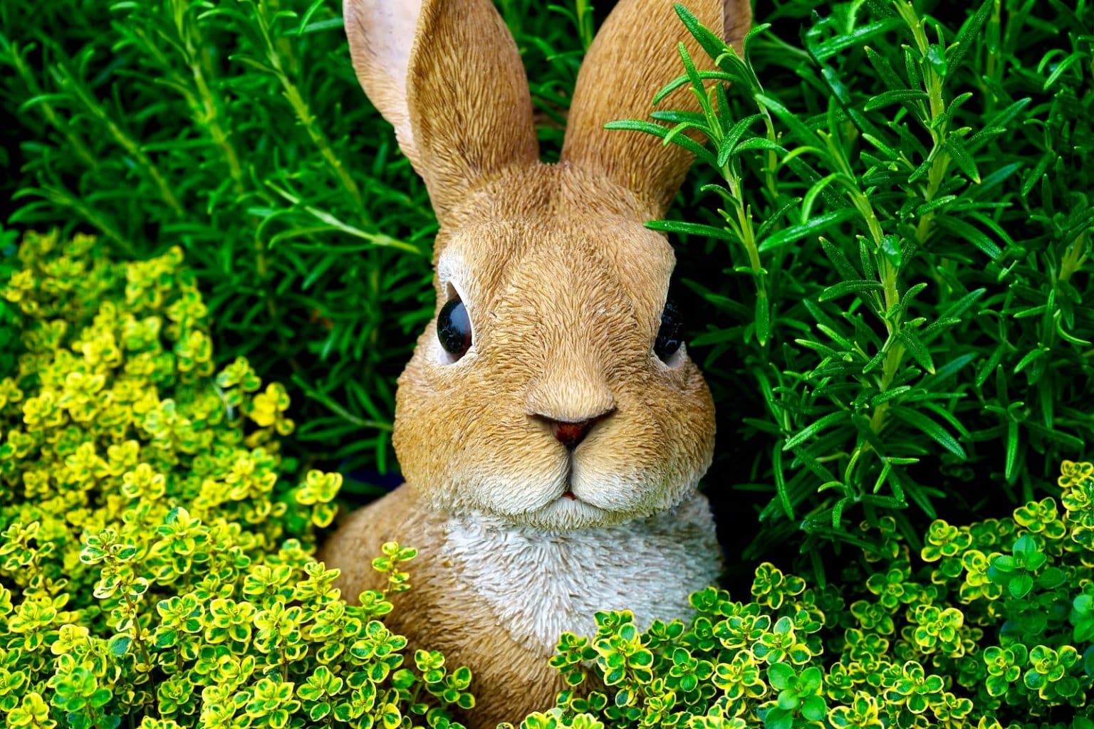What Is the Different Between a Jackrabbit and a Cottontail? - Pet Breeezy