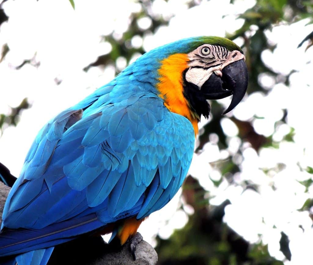 110 Parrot Names: Ideas to Create Colorful & Animated Parrots - Pet Breeezy