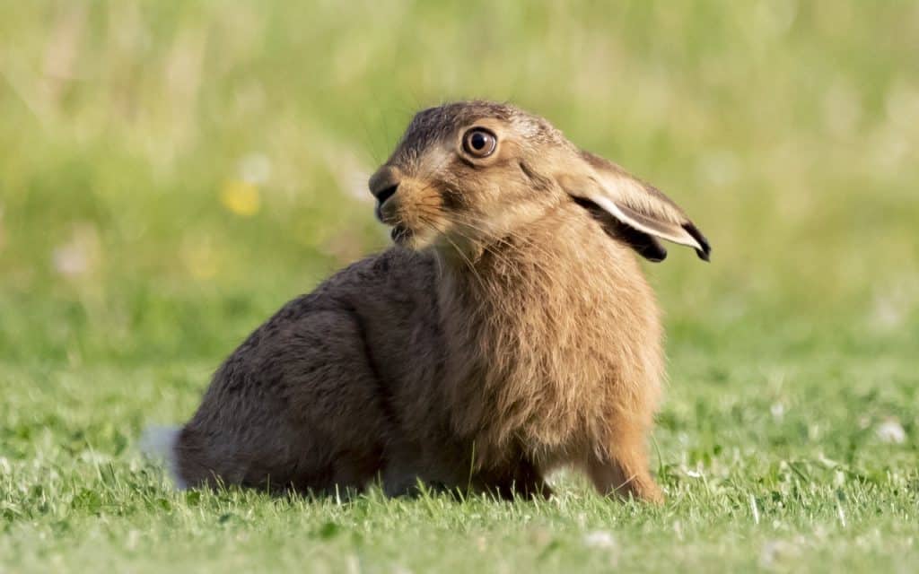 32 Different Types of Hare Species - Pet Breeezy