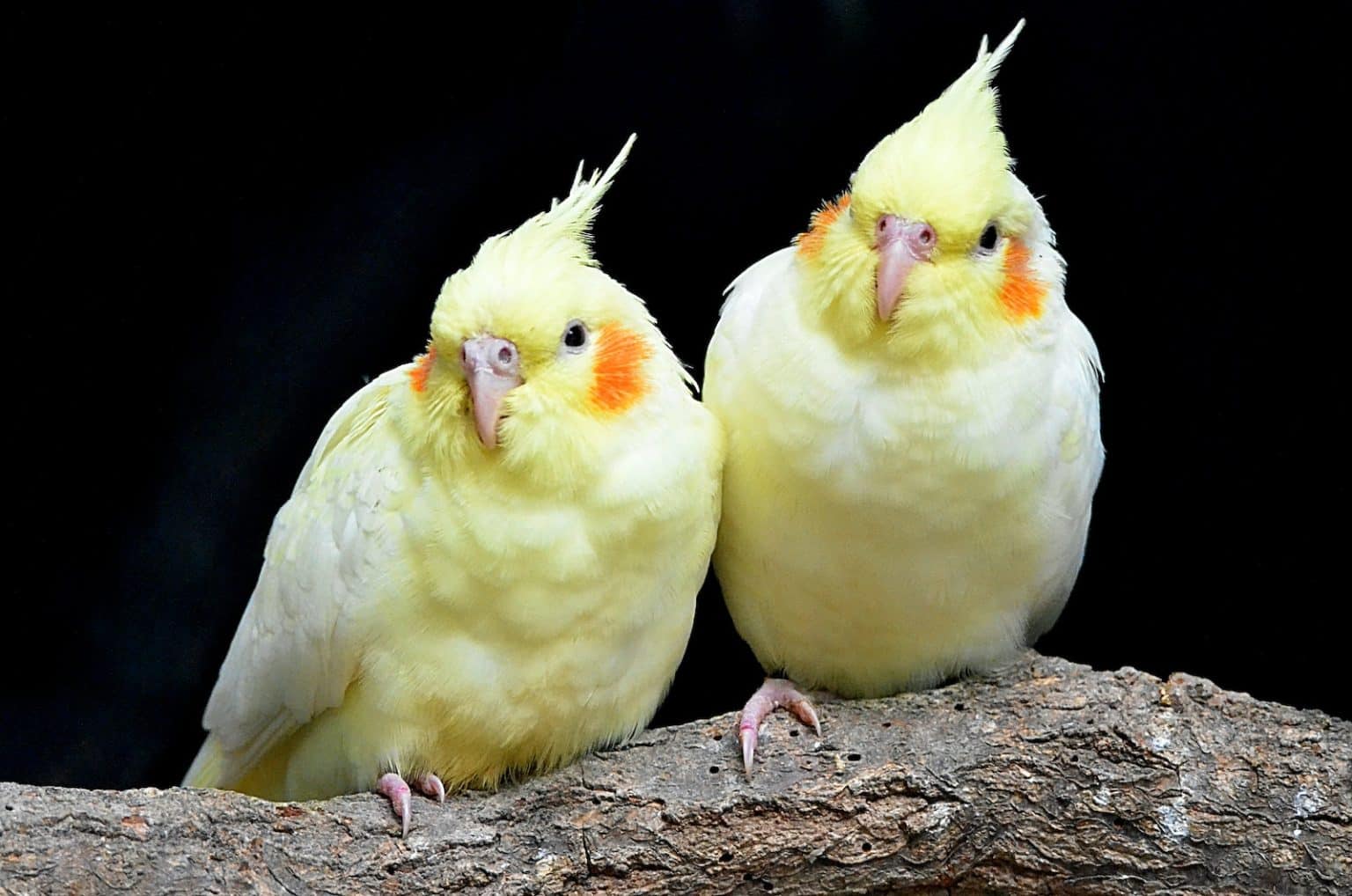 How to Pick the Correct Cage Size for Cockatiels - Pet Breeezy