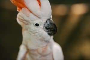 6 Cockatoo Sounds & Their Meanings - Pet Breeezy
