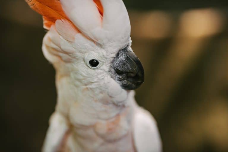 6 Cockatoo Sounds & Their Meanings - Pet Breeezy