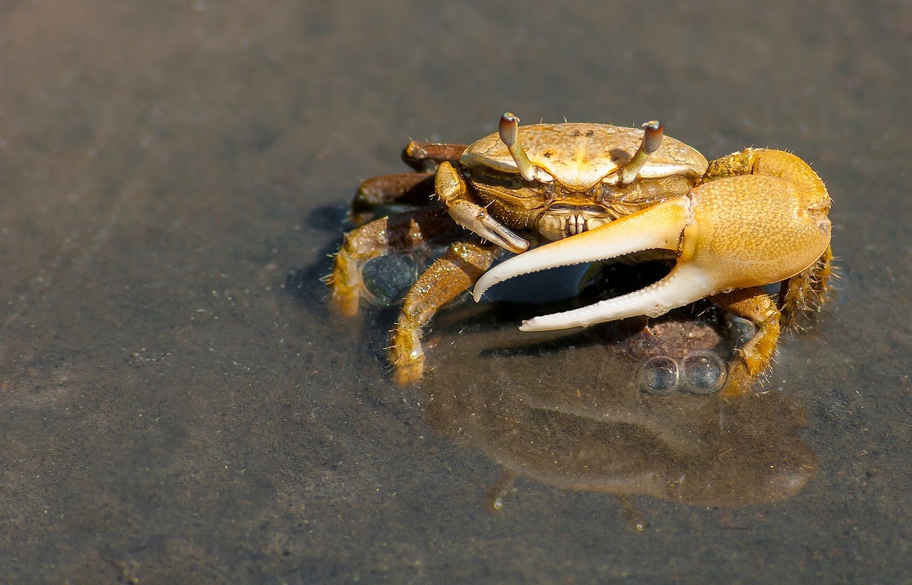 Are Halloween Moon Crabs Good Pets? 11 Things to Consider Before ...