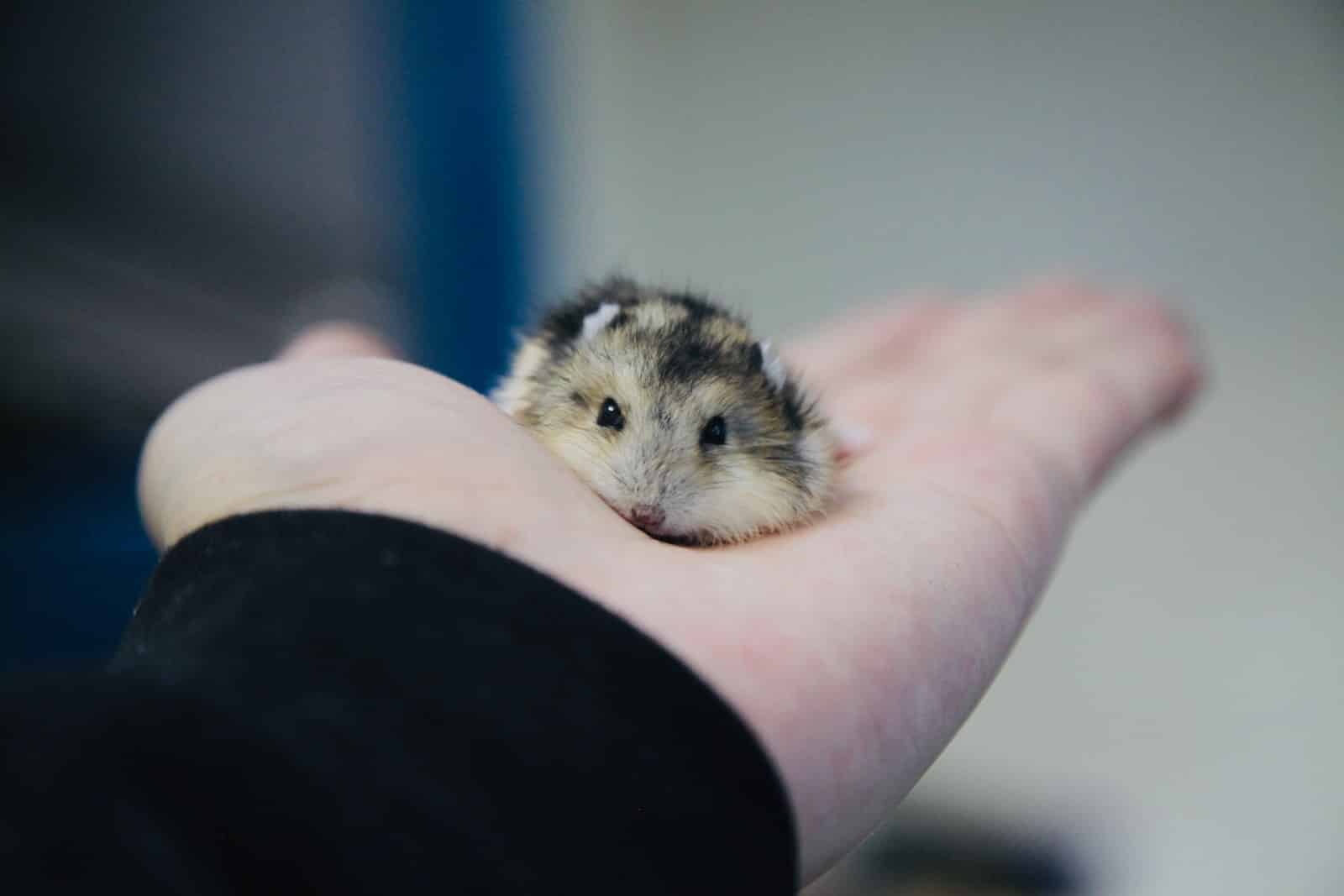 Five Reasons Hamsters Bite, and How to Stop It - Pet Breeezy