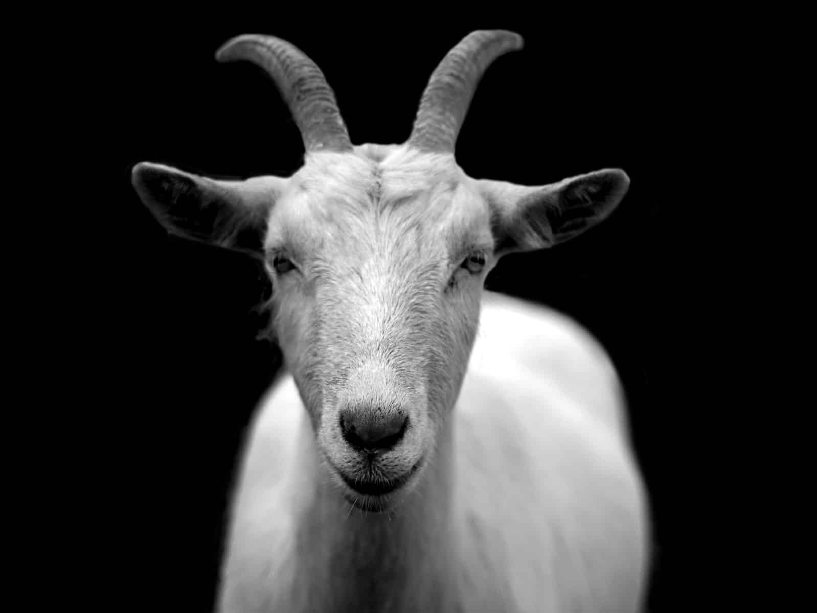 British Alpine Goat: Quick Facts, Appearance, Behavior & Care - Pet Breeezy