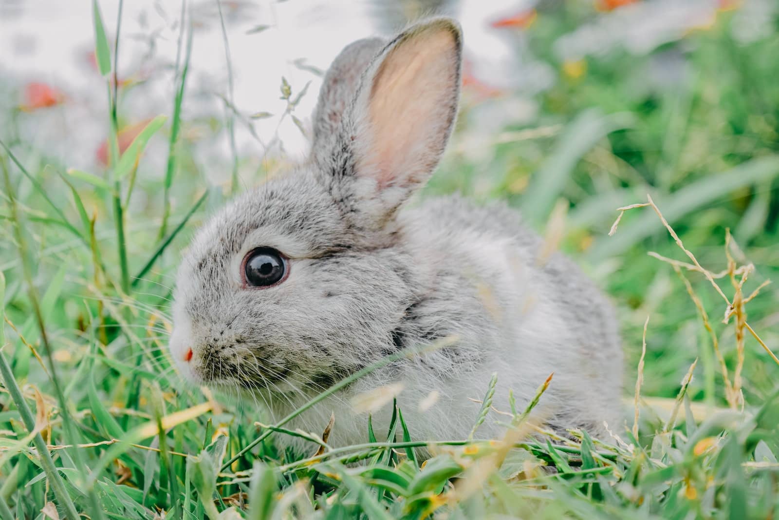 What Is the Different Between a Jackrabbit and a Cottontail? - Pet Breeezy