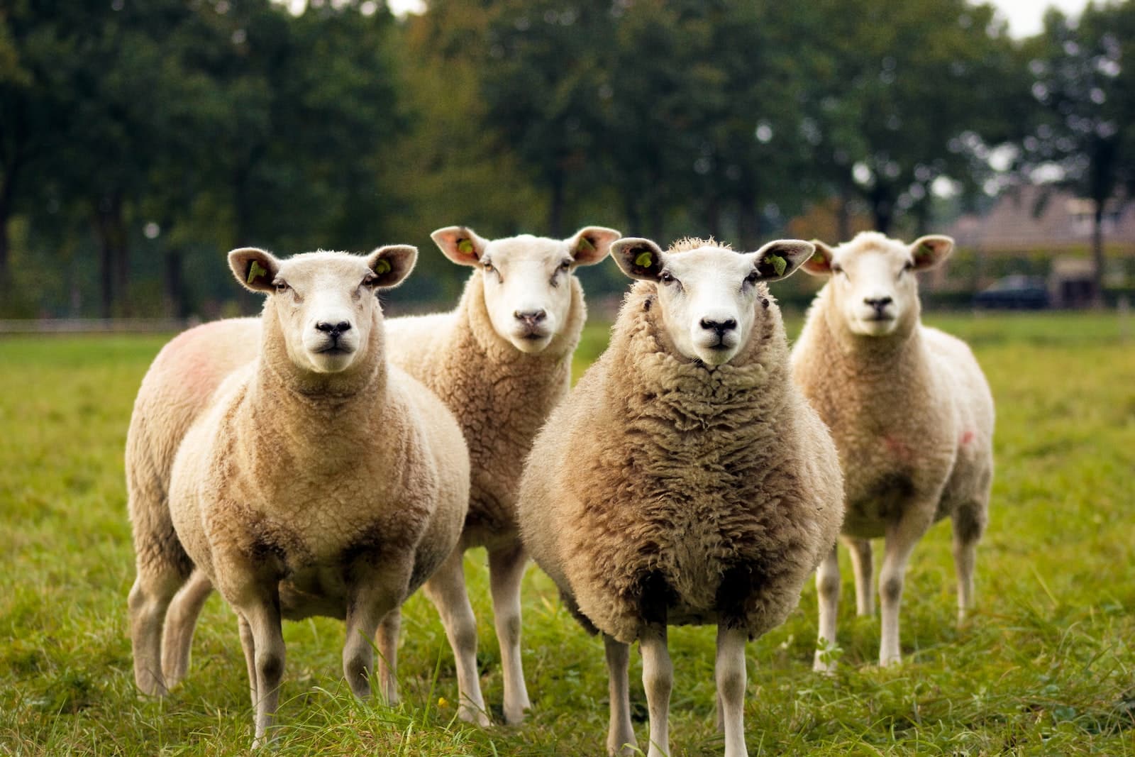 Merino Sheep: Facts, Behavior & Care Guide - Pet Breeezy