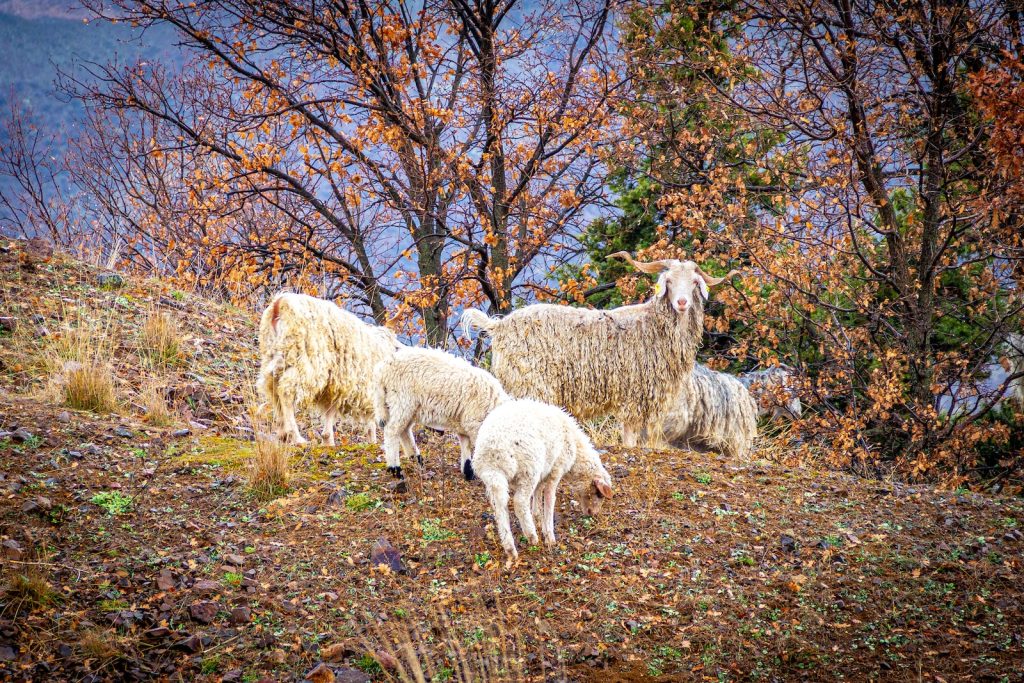 Angora Goat Info: Facts, Behavior, Care Guide, & More - Pet Breeezy