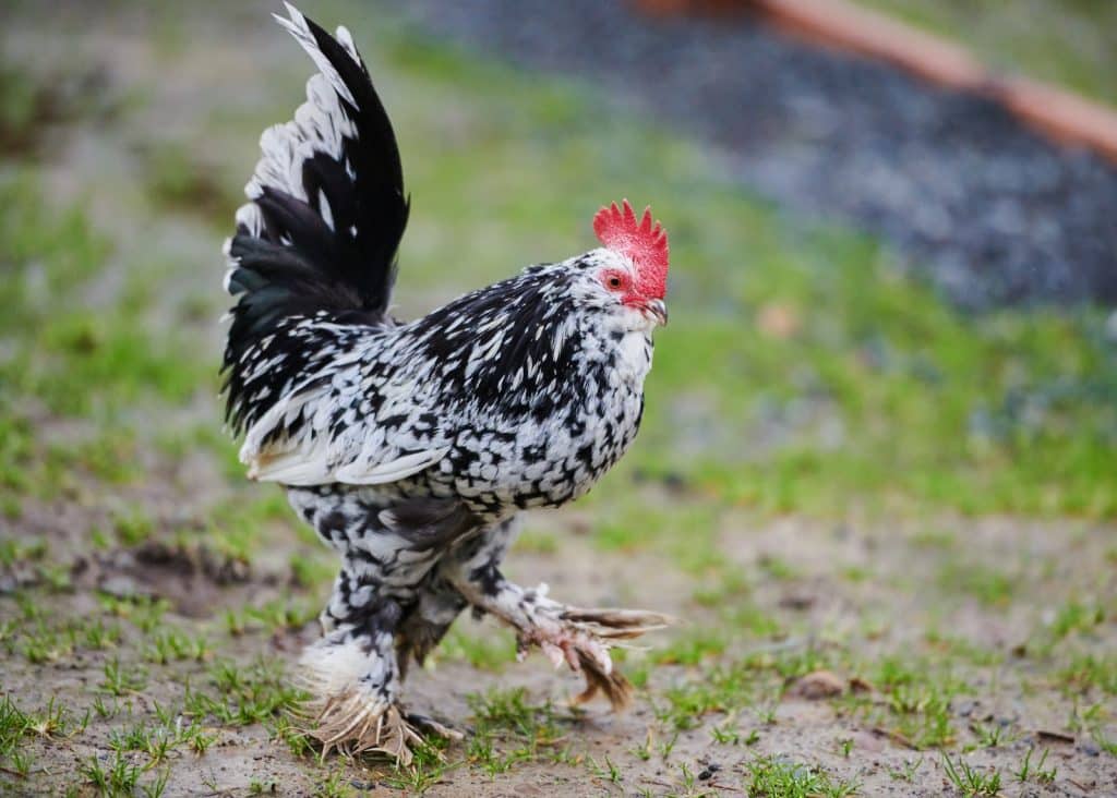 10 Black and White Chicken Breeds with Images - Pet Breeezy