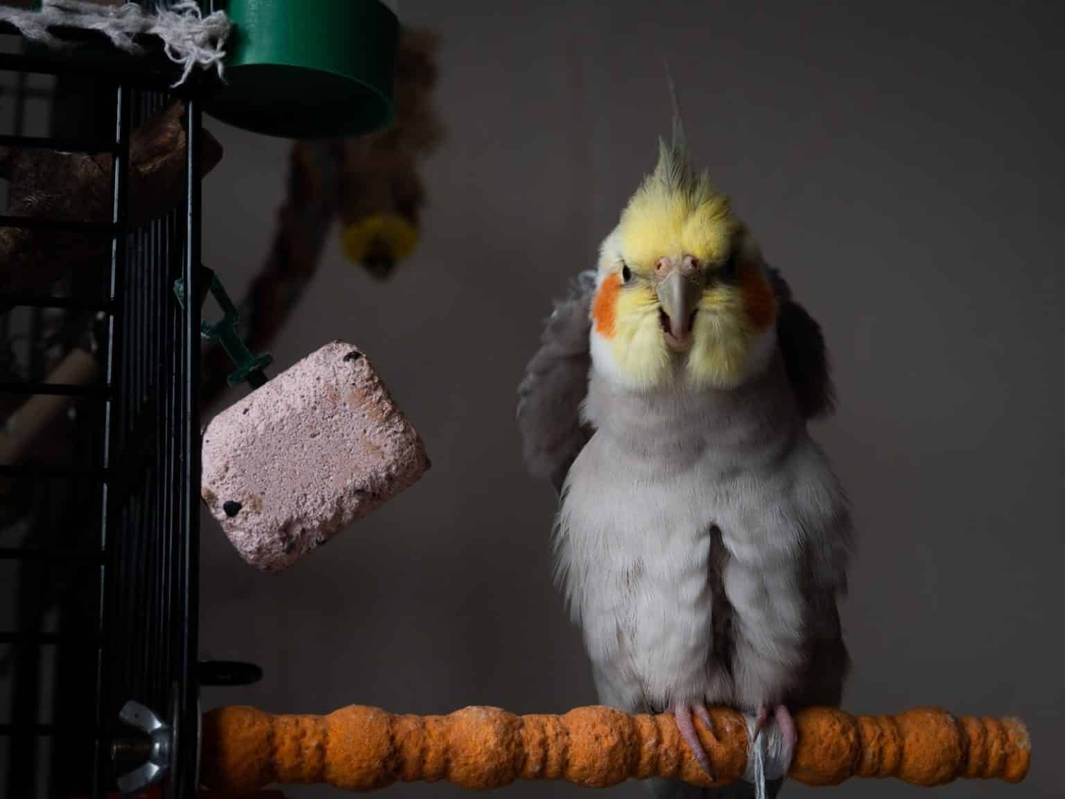 7 Cockatiel Sounds & Their Explanations - Pet Breeezy