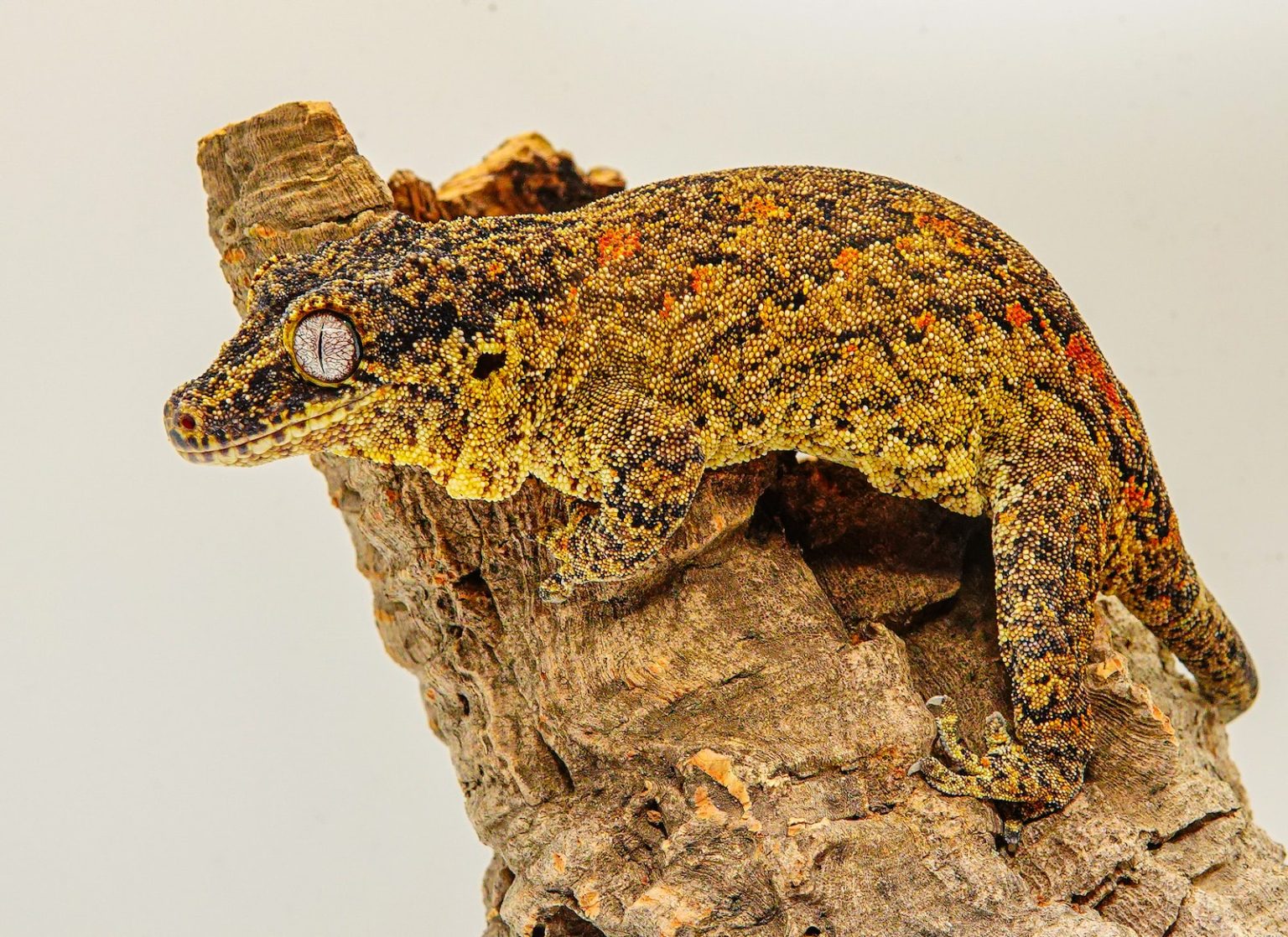 Leopard Geckos Grow to What Size? (Size + Growth Chart) - Pet Breeezy