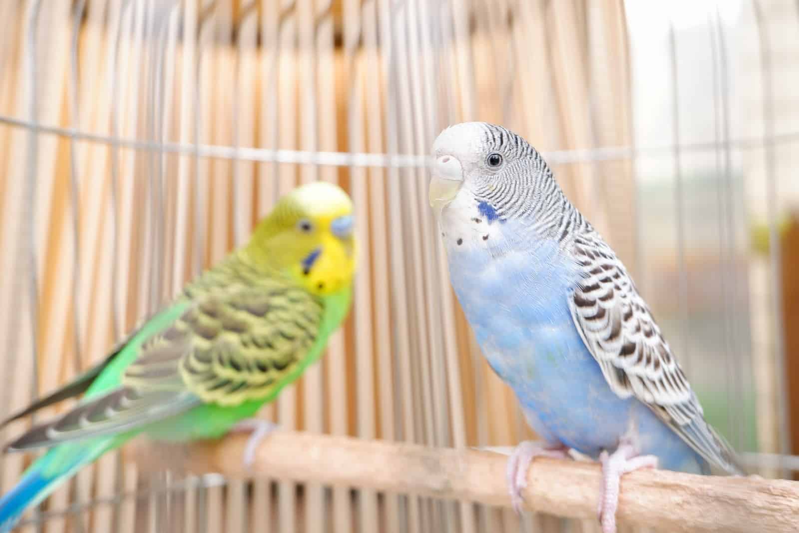 How to Pick the Right Size Cage for Parakeets - Pet Breeezy
