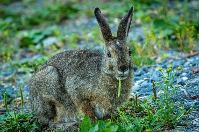 Snowshoe Hare: Quick Facts, Behavior & Care Guide - Pet Breeezy