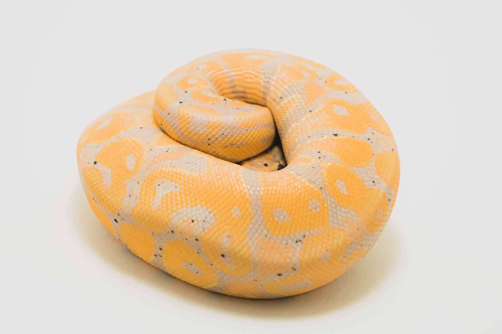 What is The Maximum Size of a Ball Python? (Size & Growth Chart) - Pet ...