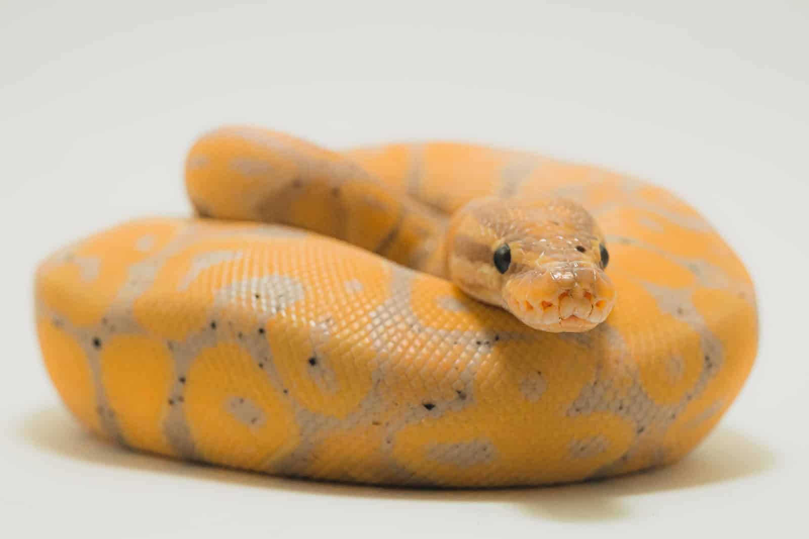 What is The Maximum Size of a Ball Python? (Size & Growth Chart) - Pet ...