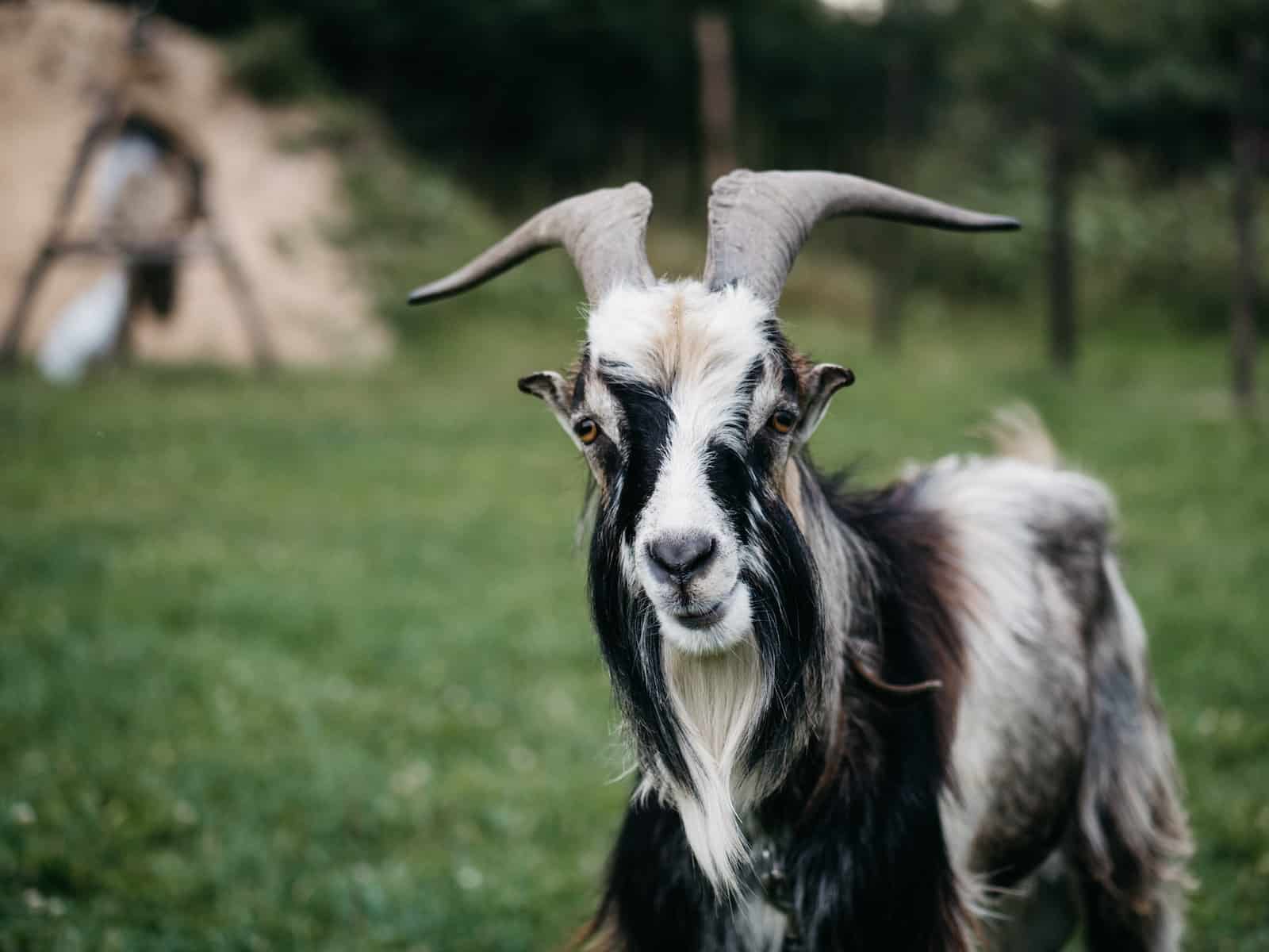 Saanen Goat Breed: Quick Facts, Traits, and Care - Pet Breeezy