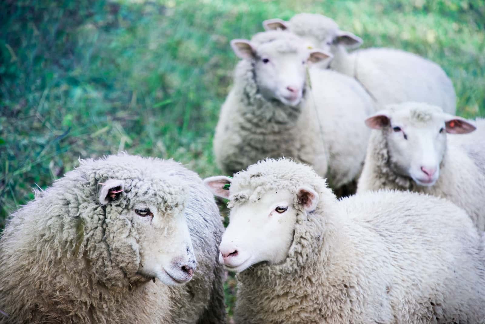 Merino Sheep: Facts, Behavior & Care Guide - Pet Breeezy