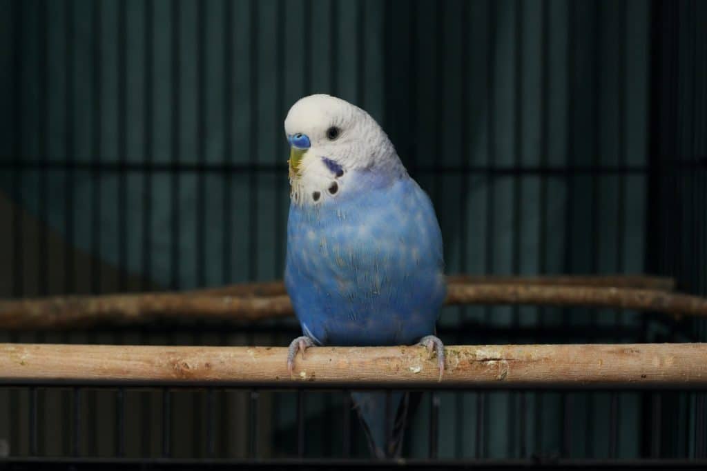 How to Pick the Right Size Cage for Parakeets - Pet Breeezy
