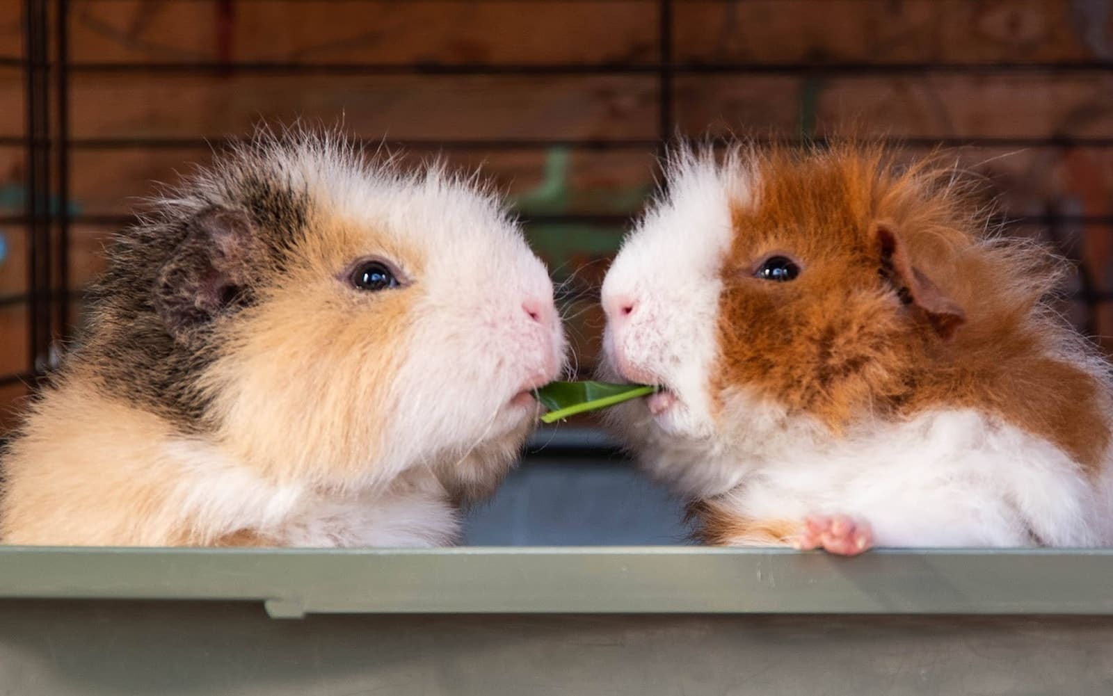 What Is the Different Between Male and Female Guinea Pigs? - Pet Breeezy