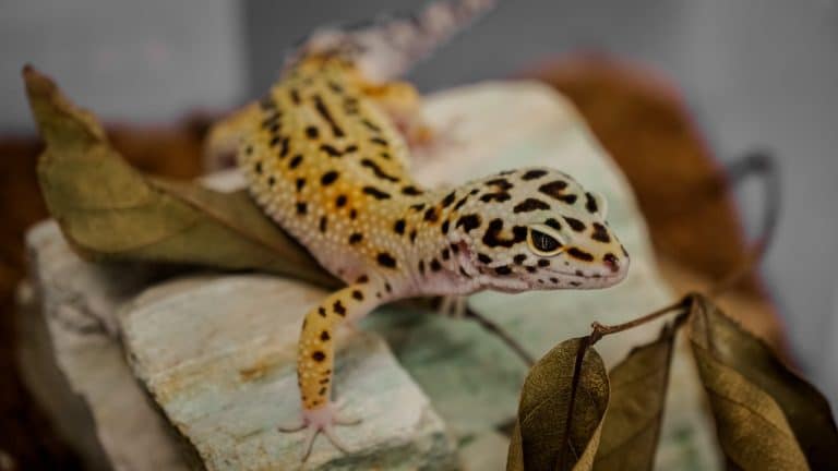 Leopard Geckos Grow to What Size? (Size + Growth Chart) - Pet Breeezy
