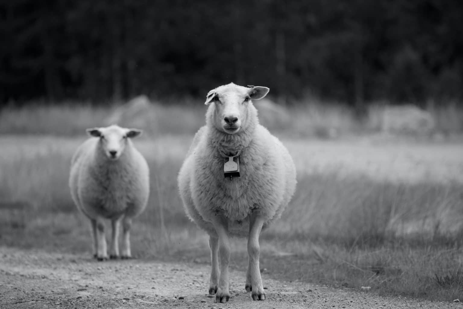 Katahdin Sheep: Facts, Lifespan, Behavior & Care Guide - Pet Breeezy