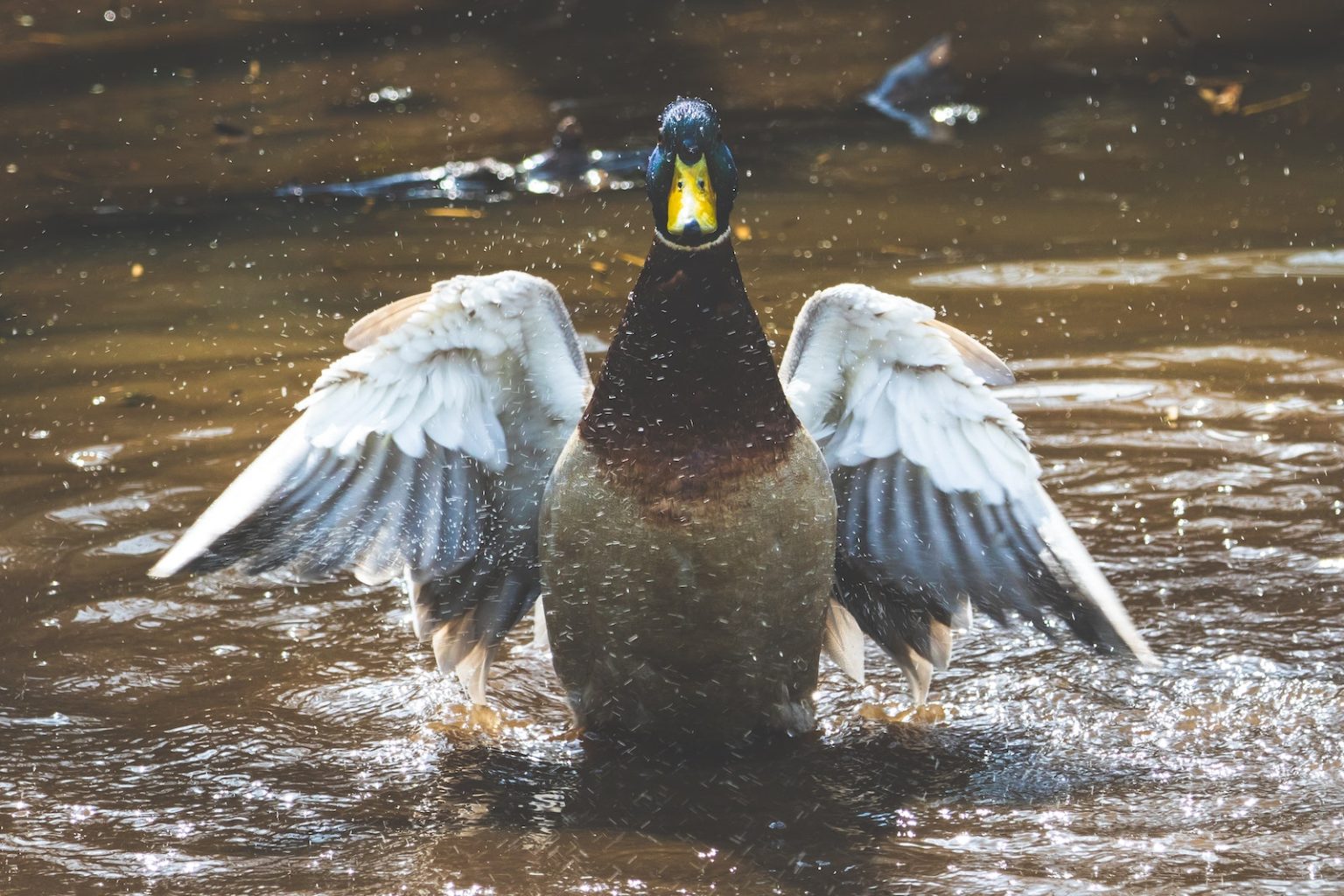 5 Brown Duck Breeds - Pet Breeezy