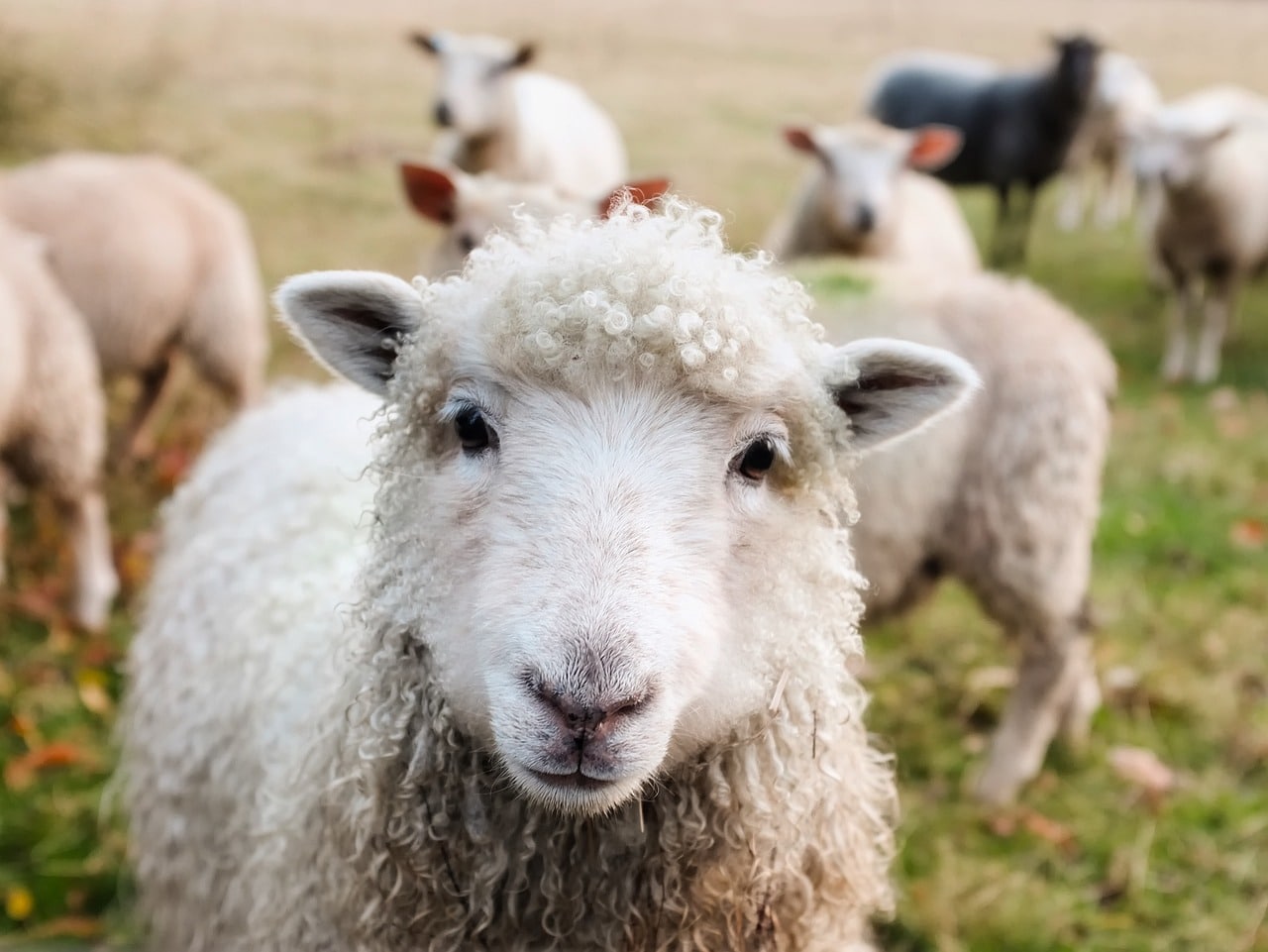 12 Most Popular Sheep Breeds - Pet Breeezy