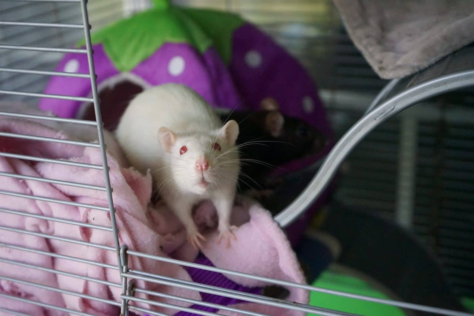 Albino Rats: 18 Incredible Facts about These White Rats - Pet Breeezy