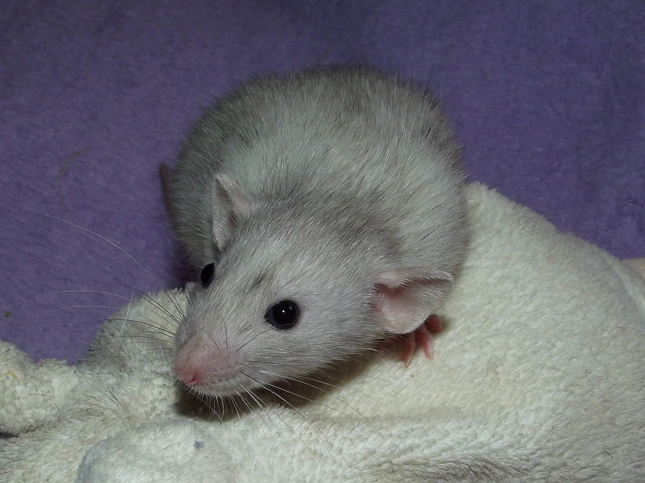 Dumbo Rat: Facts and Care (with Images) - Pet Breeezy