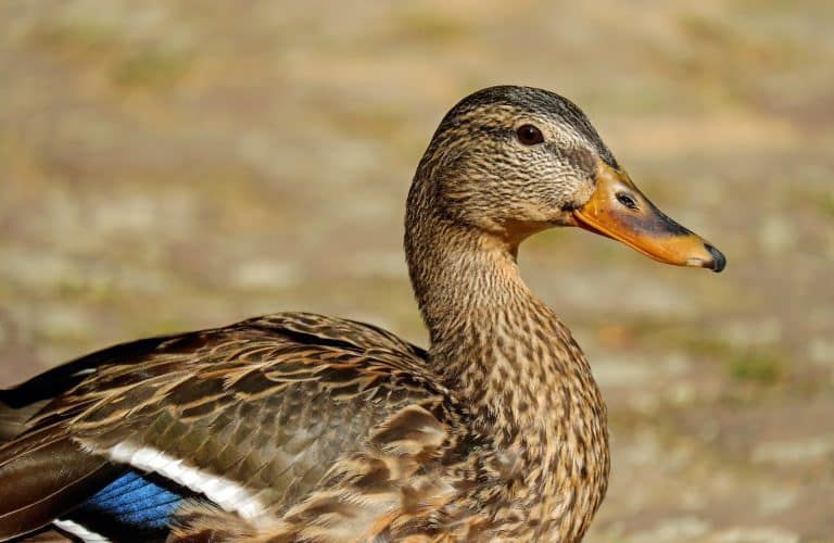 5 Brown Duck Breeds - Pet Breeezy