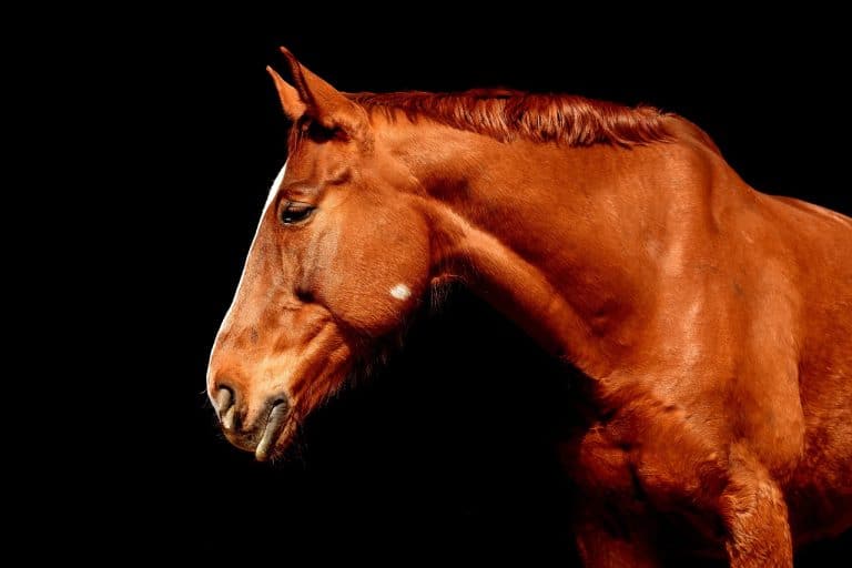 7 Persian Horse Breeds - Pet Breeezy