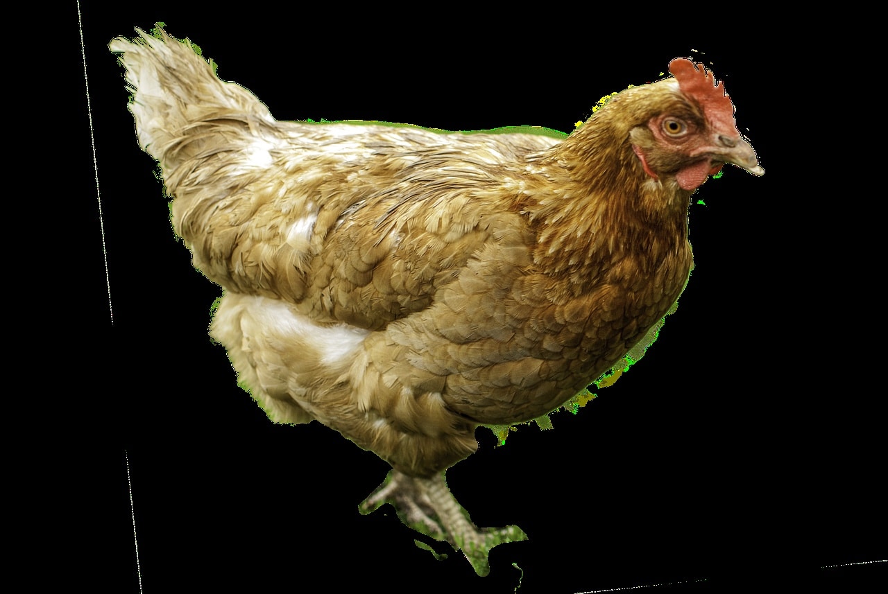 10 French Chicken Breeds - A Comprehensive Guide - Pet Breeezy