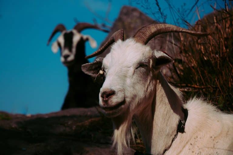 What's The Difference Between Ram and Sheep? - Pet Breeezy