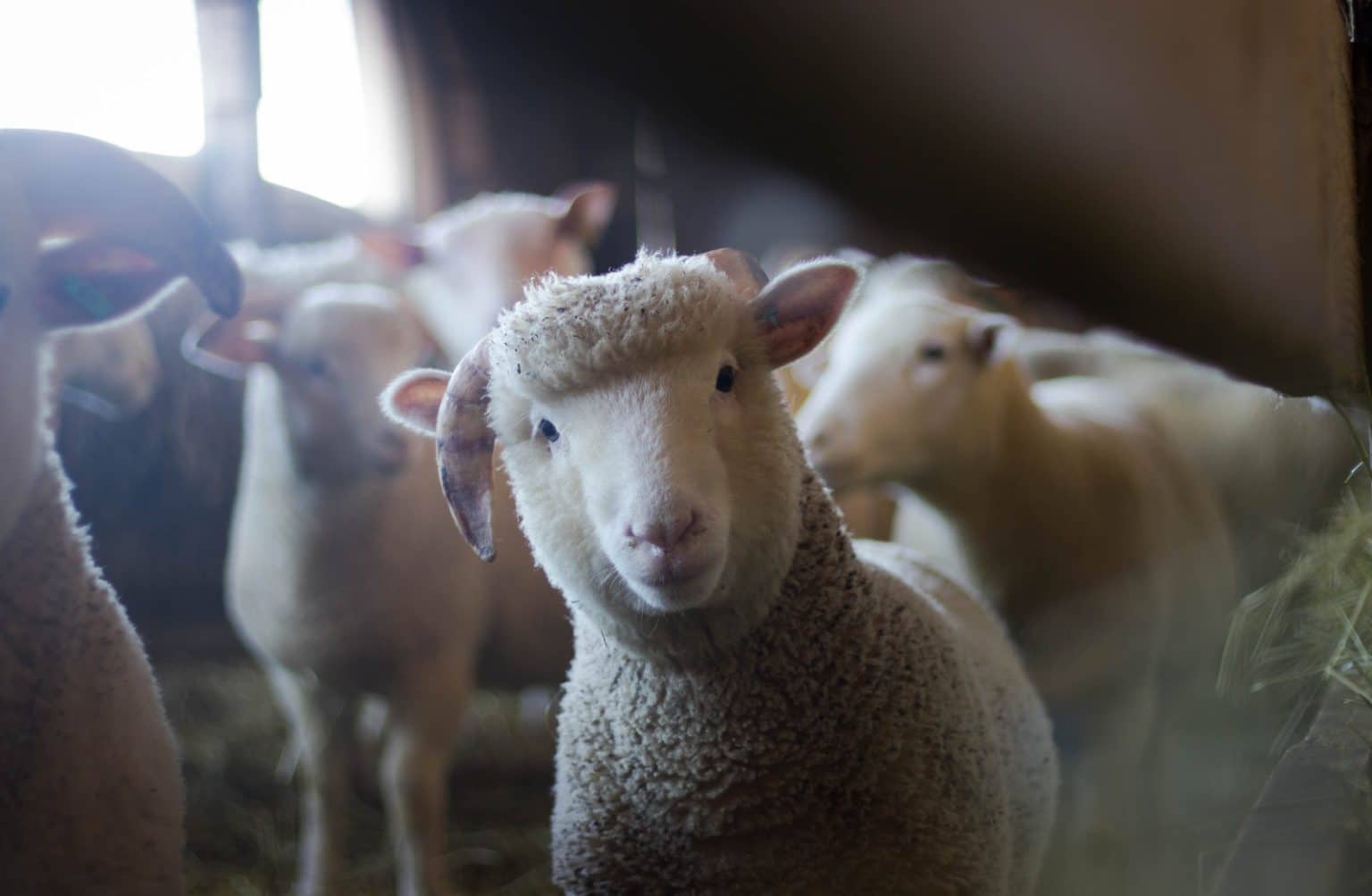 What's The Difference Between Ram and Sheep? - Pet Breeezy