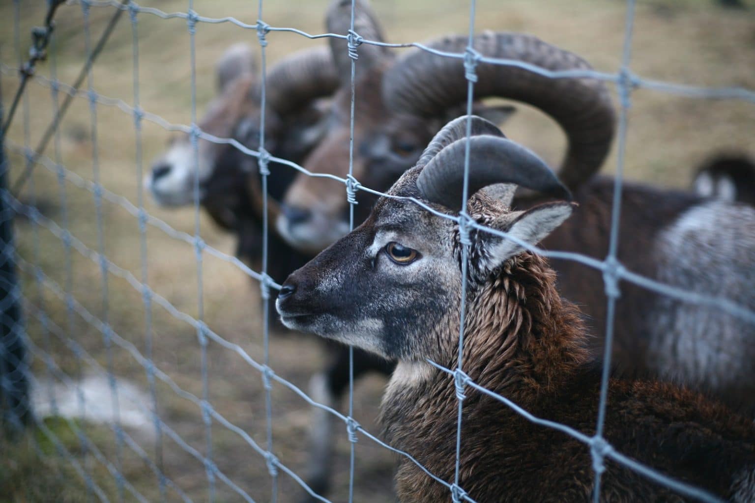 What's The Difference Between Ram and Sheep? - Pet Breeezy