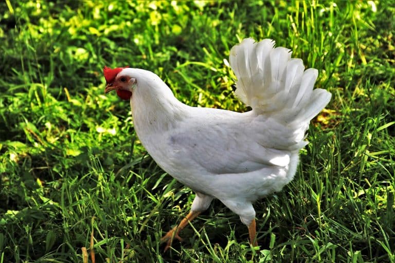 10 French Chicken Breeds - A Comprehensive Guide - Pet Breeezy