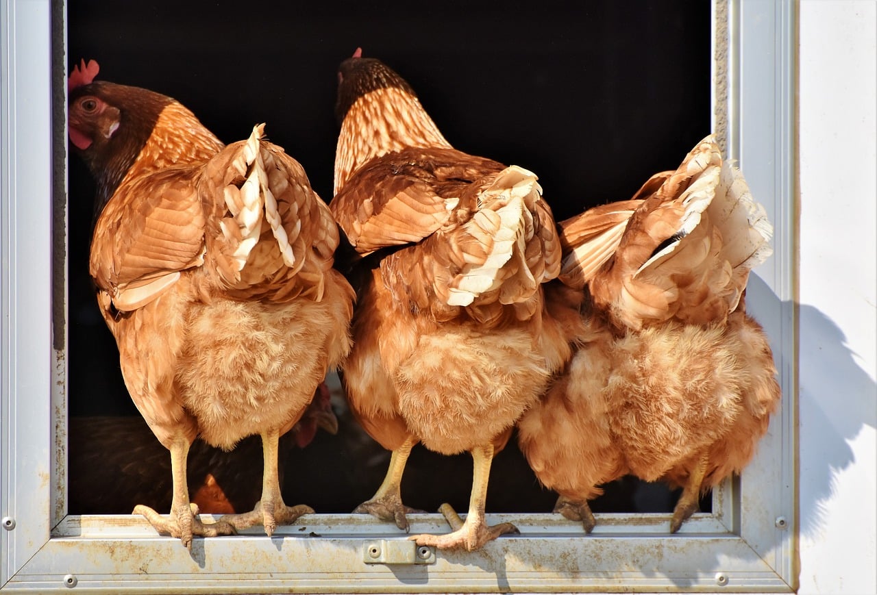 12 Red Chicken Breeds - Pet Breeezy