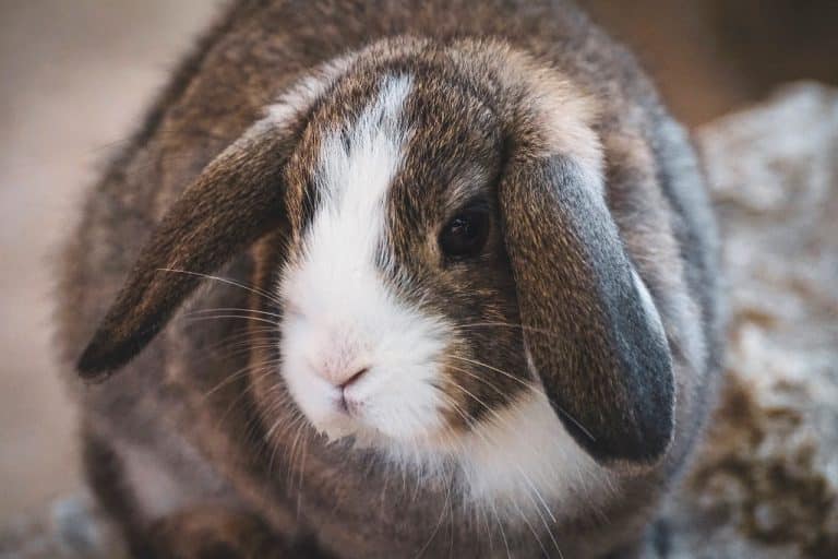 Cashmere Lop Rabbit: Facts, Lifespan, and Care - Pet Breeezy