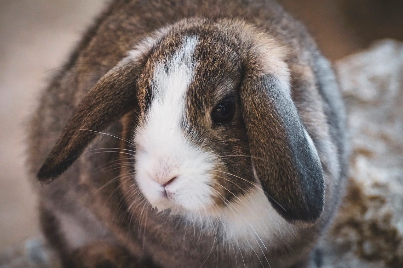 Cashmere Lop Rabbit: Facts, Lifespan, and Care - Pet Breeezy