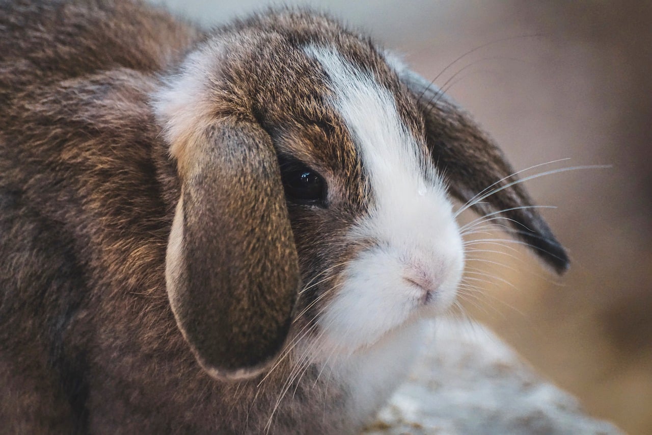 Plush Lop Rabbit: Quick Facts, Lifespan, Behavior & Care Guide - Pet ...