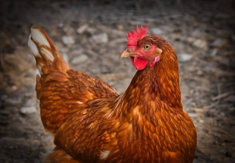 12 Red Chicken Breeds - Pet Breeezy