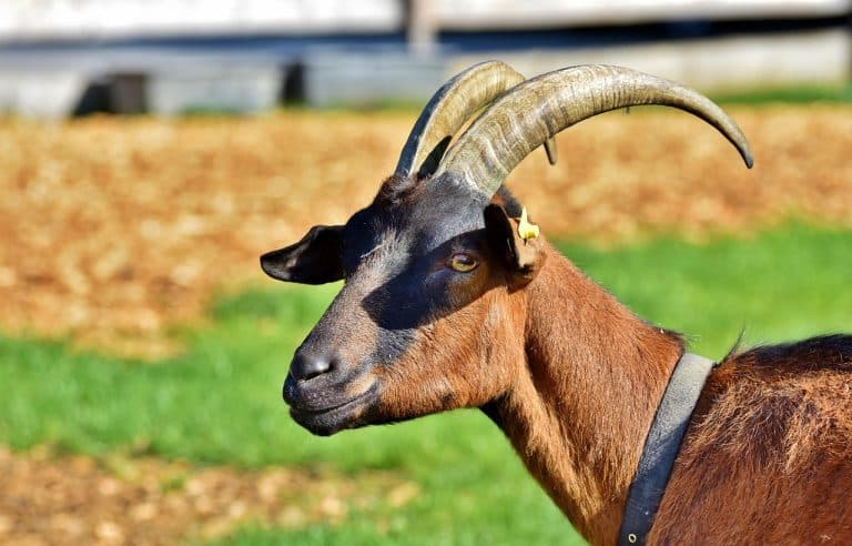 20 Well-Known Types Of Goat Breeds with Images - Pet Breeezy