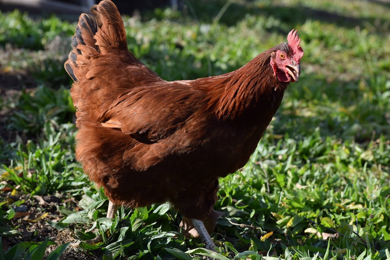 12 Red Chicken Breeds - Pet Breeezy