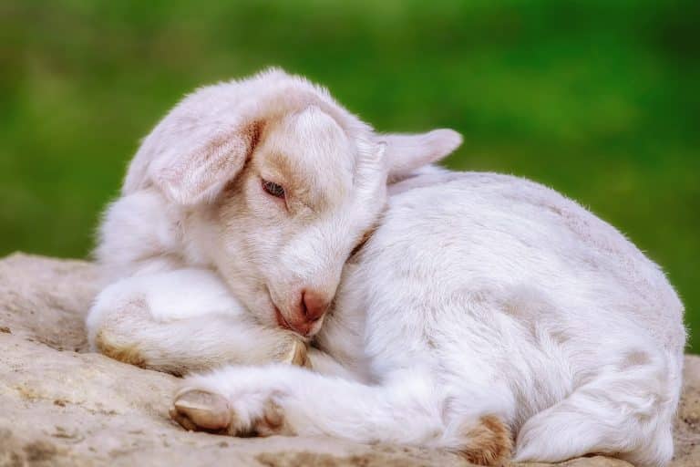 20 Well-Known Types Of Goat Breeds with Images - Pet Breeezy
