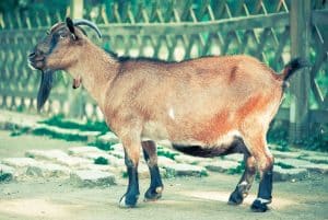 LaMancha Goat Breed: Facts, Lifespan, Behavior & Care Guide - Pet Breeezy