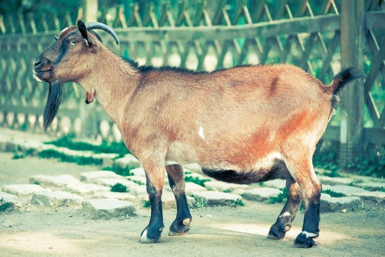 LaMancha Goat Breed: Facts, Lifespan, Behavior & Care Guide - Pet Breeezy
