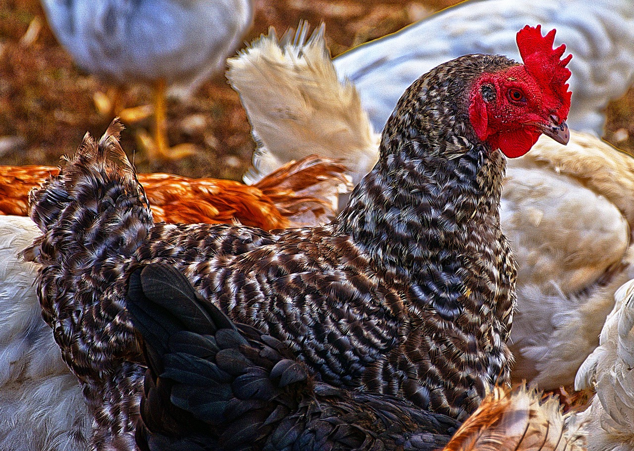 10 French Chicken Breeds - A Comprehensive Guide - Pet Breeezy